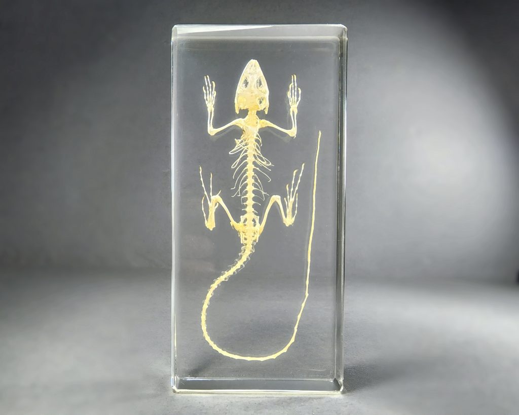 Lizard Skeleton in Resin, Calotes versicolor - Insects In Resin