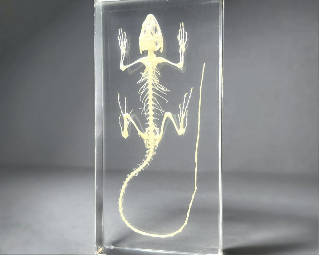 Lizard Skeleton in Resin, Calotes versicolor - Insects In Resin
