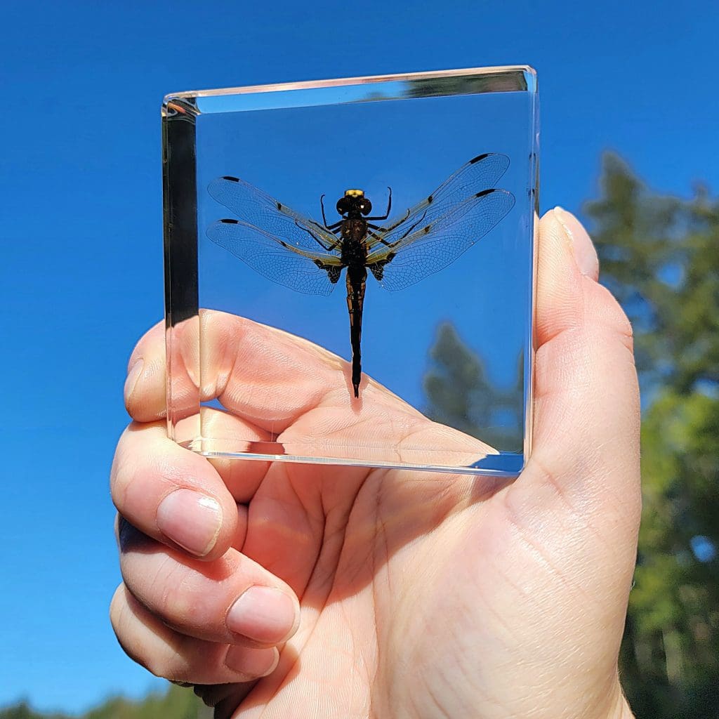 Dragonfly in Resin, Four Spotted Chaser, Libellula quadrimaculata ...