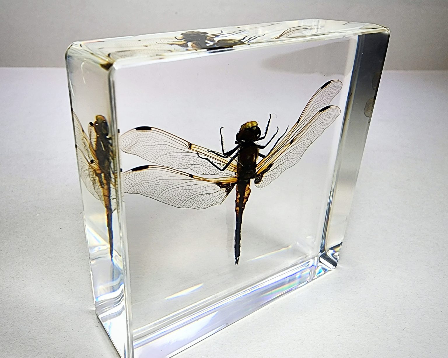 Dragonfly in Resin, Four Spotted Chaser, Libellula quadrimaculata ...