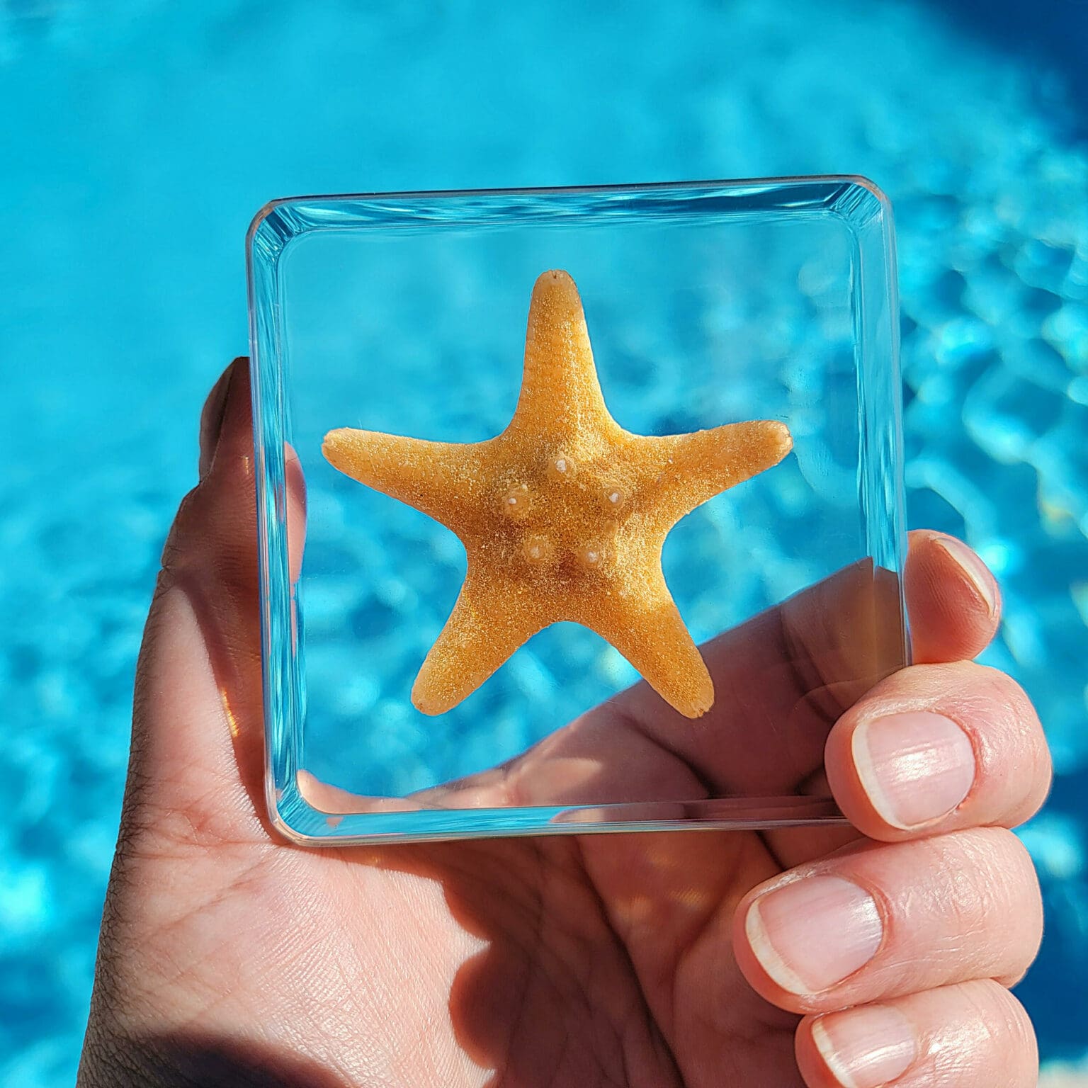Starfish in Resin, Protoreaster nodosus - Insects In Resin