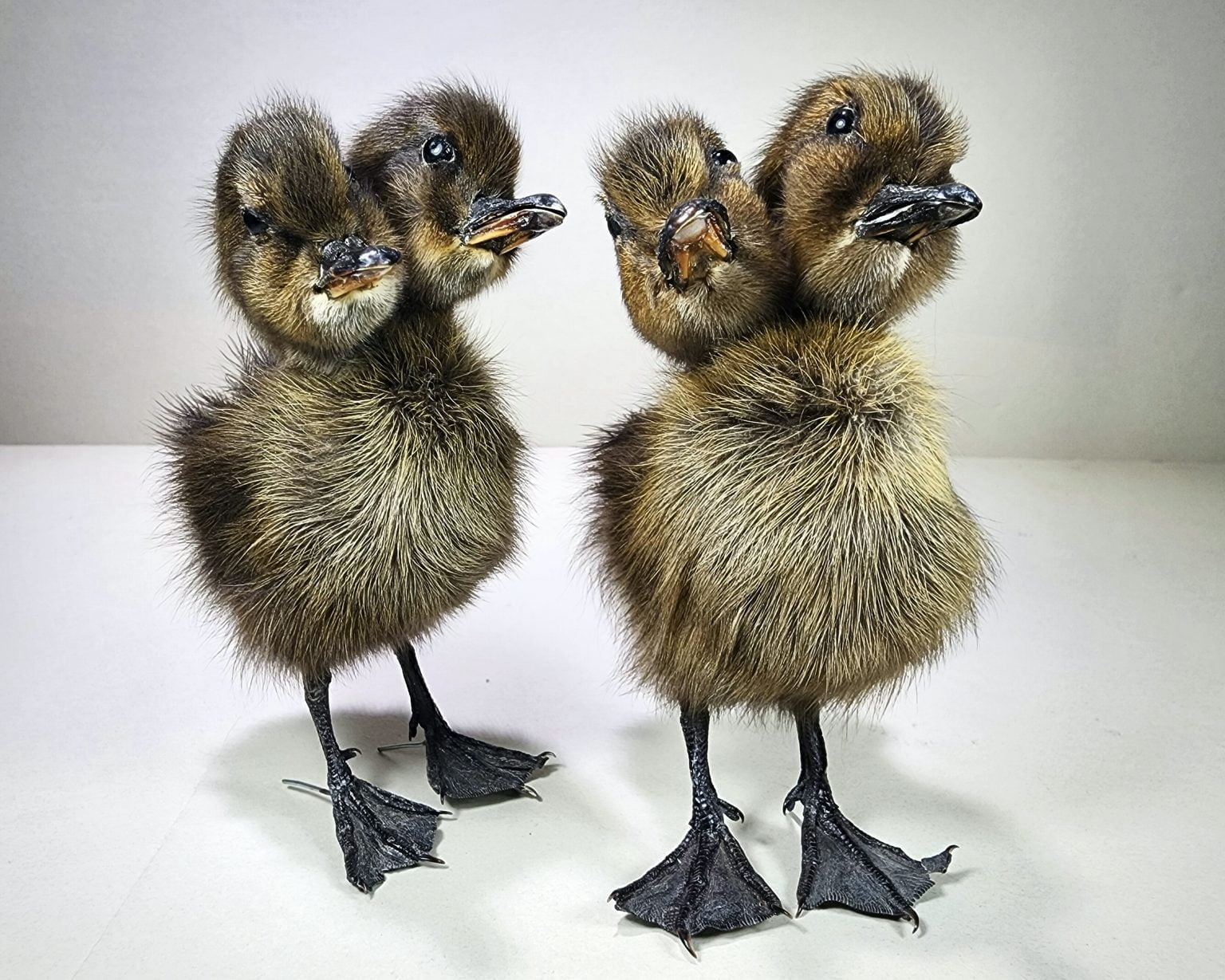 Two Headed Brown Taxidermy Duckling, Taxidermy Baby Duck, Anas ...