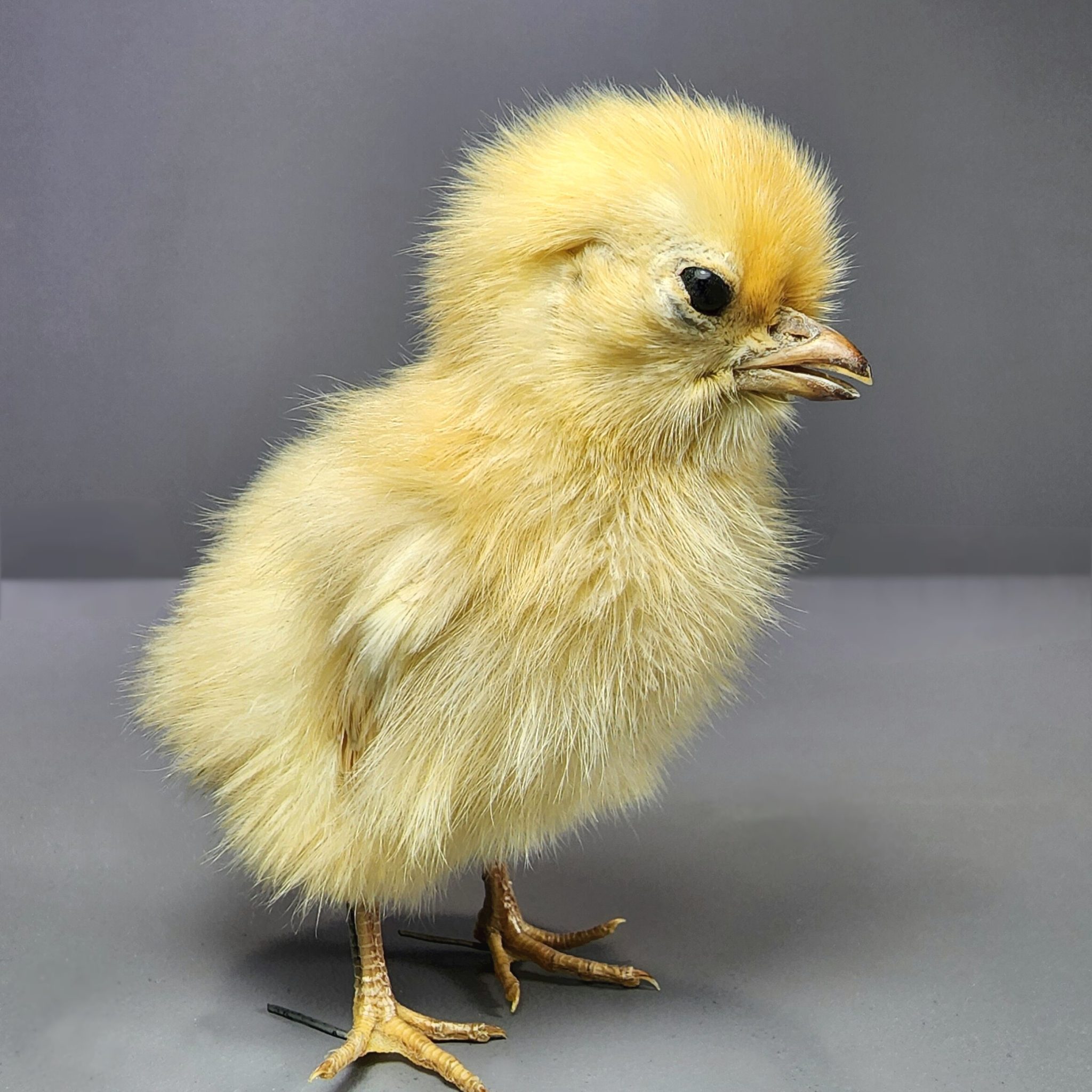 Taxidermy Chick, Taxidermy Baby Chicken, Gallus domesticus - Insects In ...