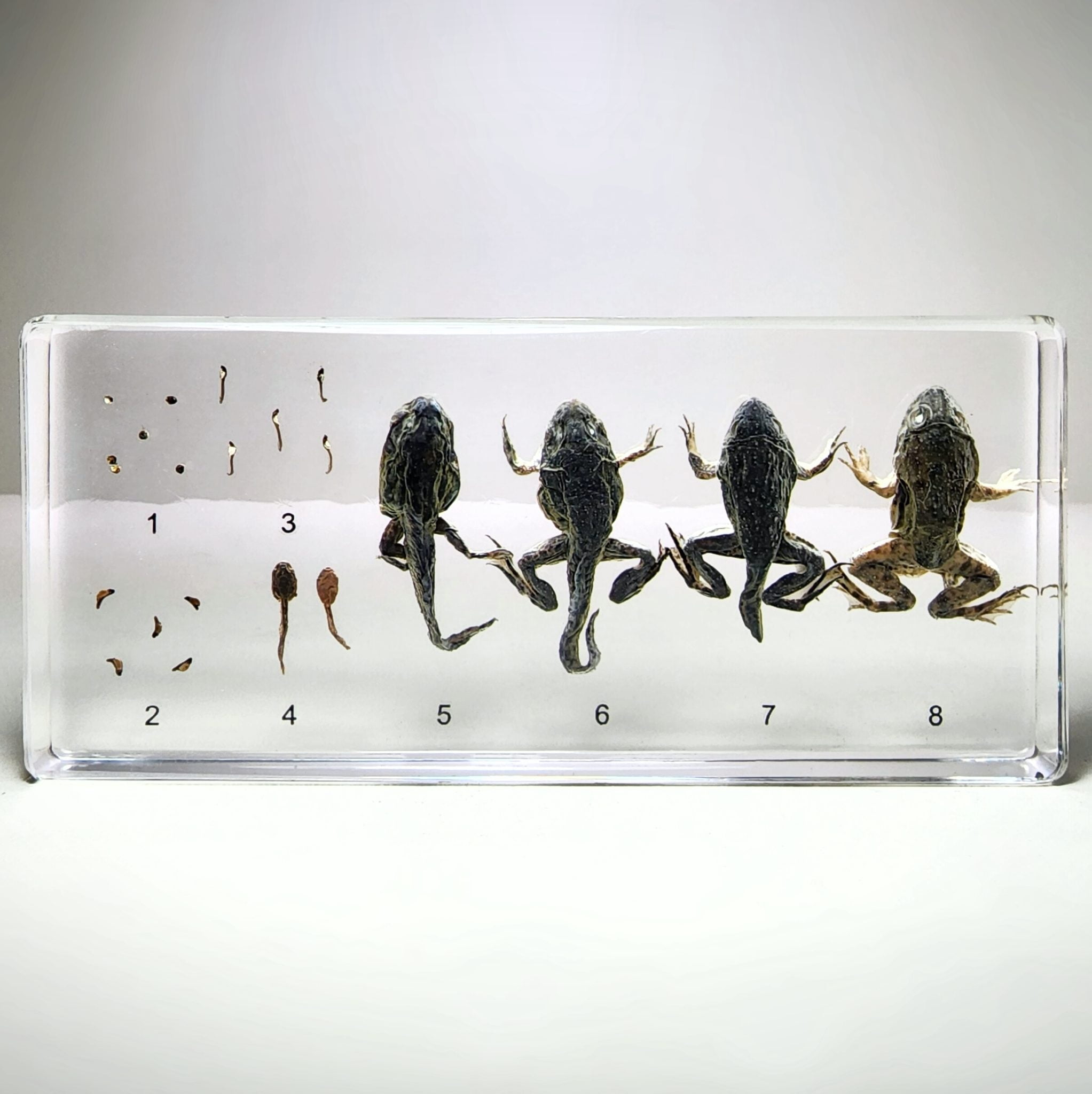 Frog Development, Frog Life Cycle, Hoplobatrachus rugulosus - Insects ...