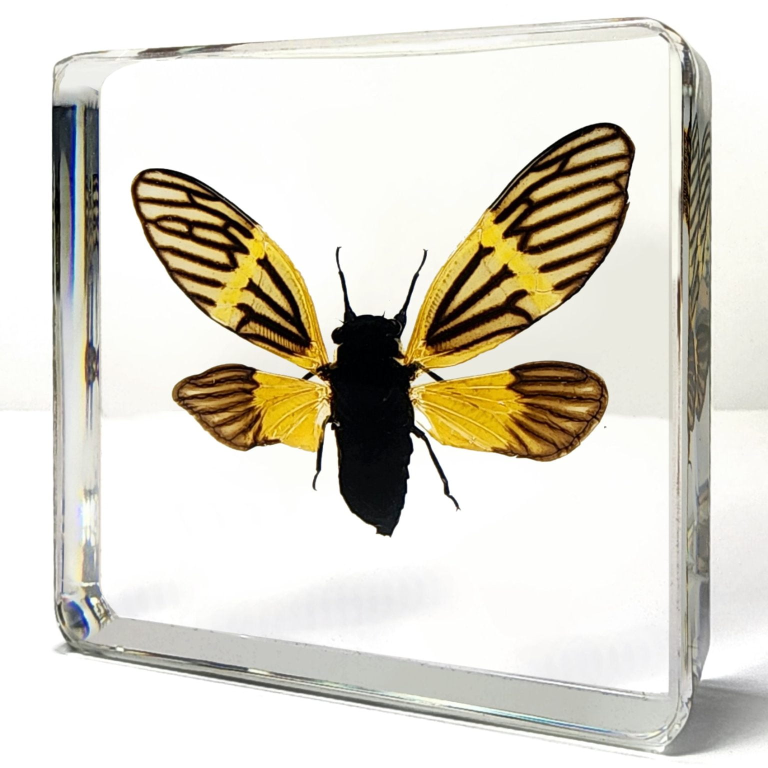 Cicada in Resin, Wings Open, Vittagaeana paviei - Insects In Resin