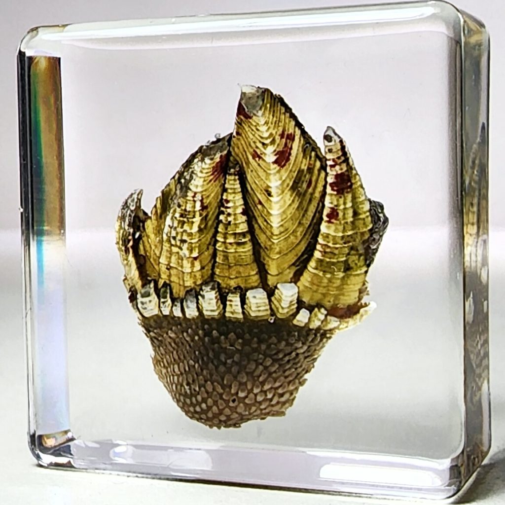 Kamenote Barnacle in Resin, Capitulum mitella - Insects In Resin