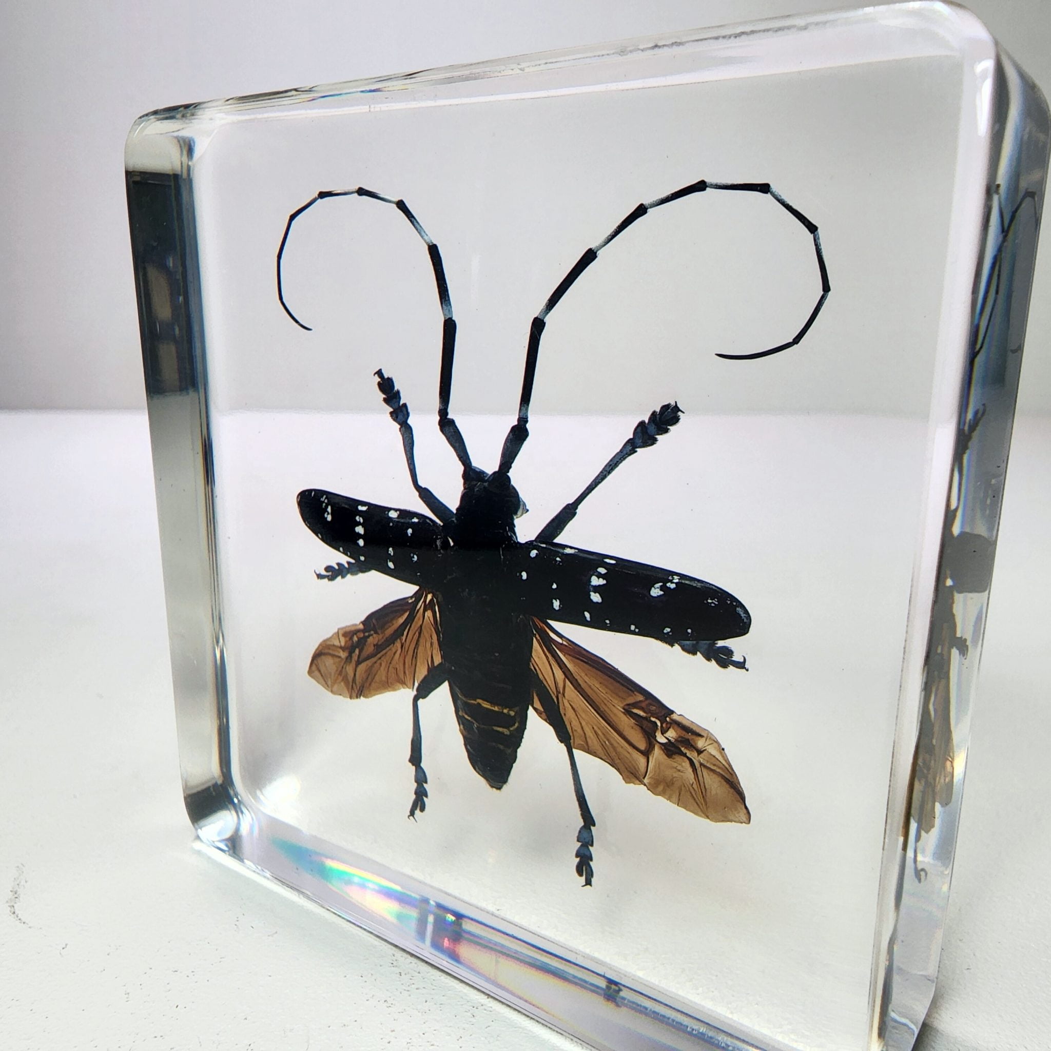 Longhorn Beetle in Resin, Wings Open, Anoplophora chinensis - Insects ...