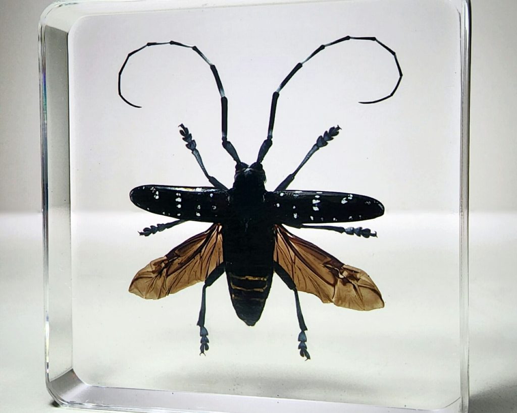 Longhorn Beetle in Resin, Wings Open, Anoplophora chinensis - Insects ...
