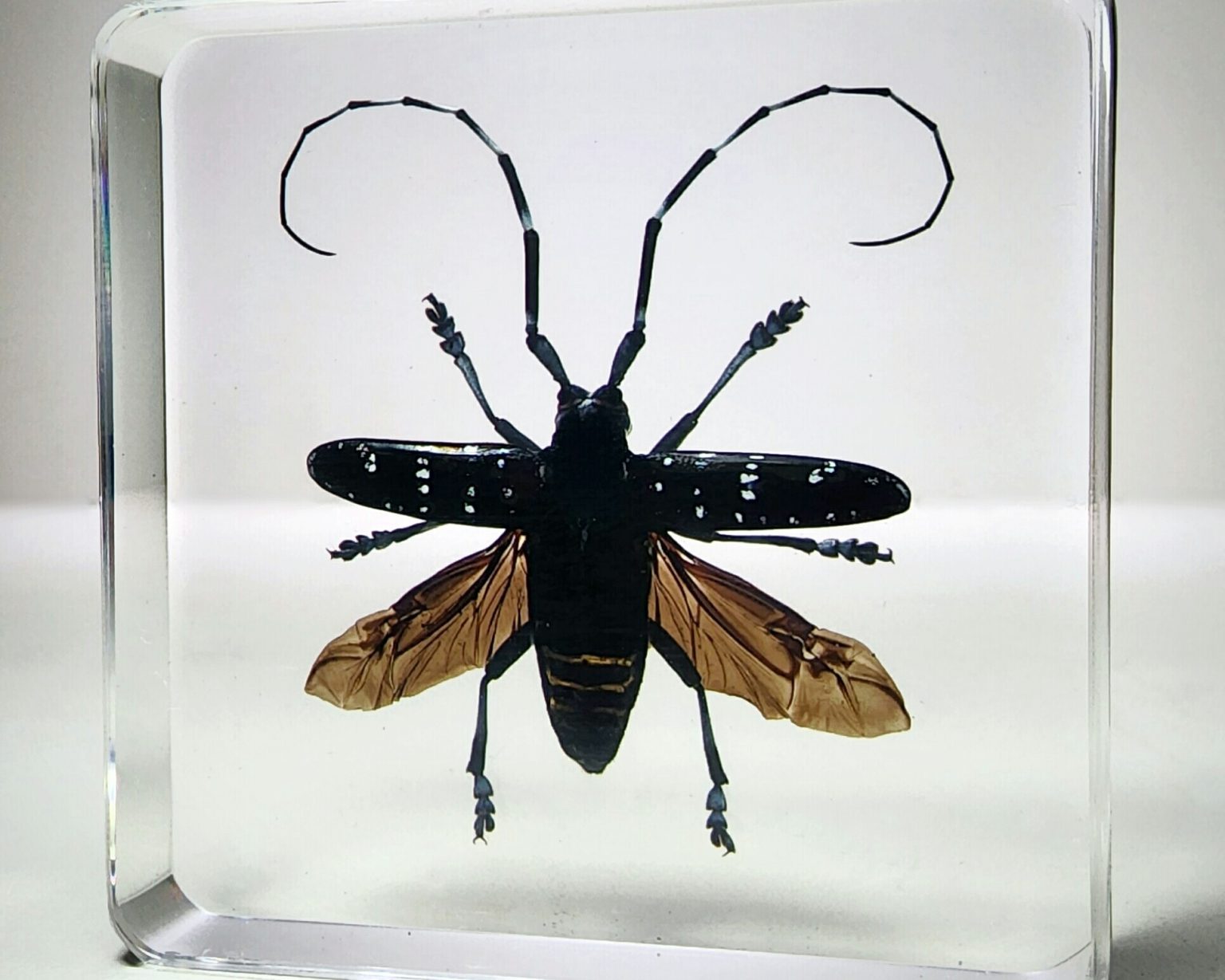 Longhorn Beetle in Resin, Wings Open, Anoplophora chinensis - Insects ...
