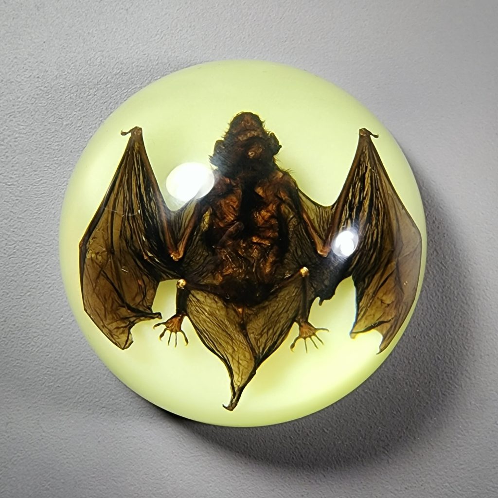 Bat in Resin Dome, Glow in the Dark, Pipistrellus pipistrellus ...