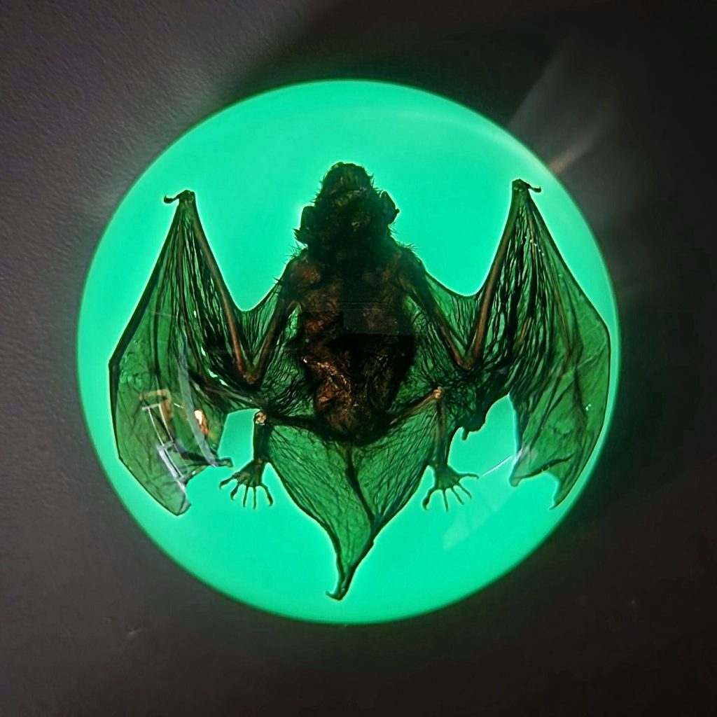 Bat in Resin Dome, Glow in the Dark, Pipistrellus pipistrellus ...
