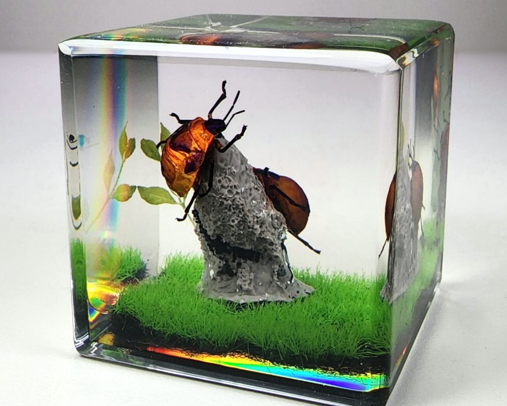 Tea Shield Bug in Resin, Insect Diorama, Poecilocoris latus - Insects ...