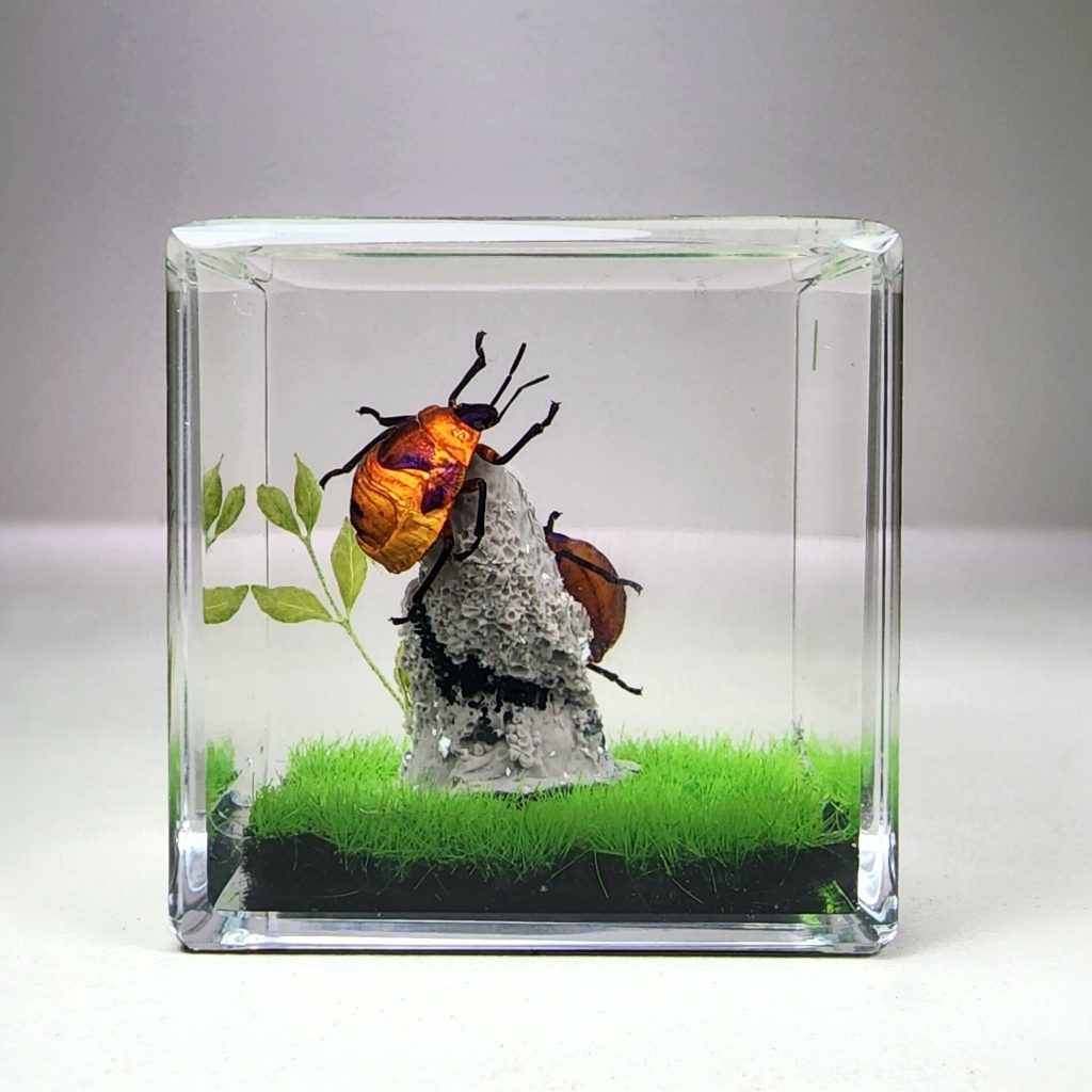 Tea Shield Bug in Resin, Insect Diorama, Poecilocoris latus - Insects ...