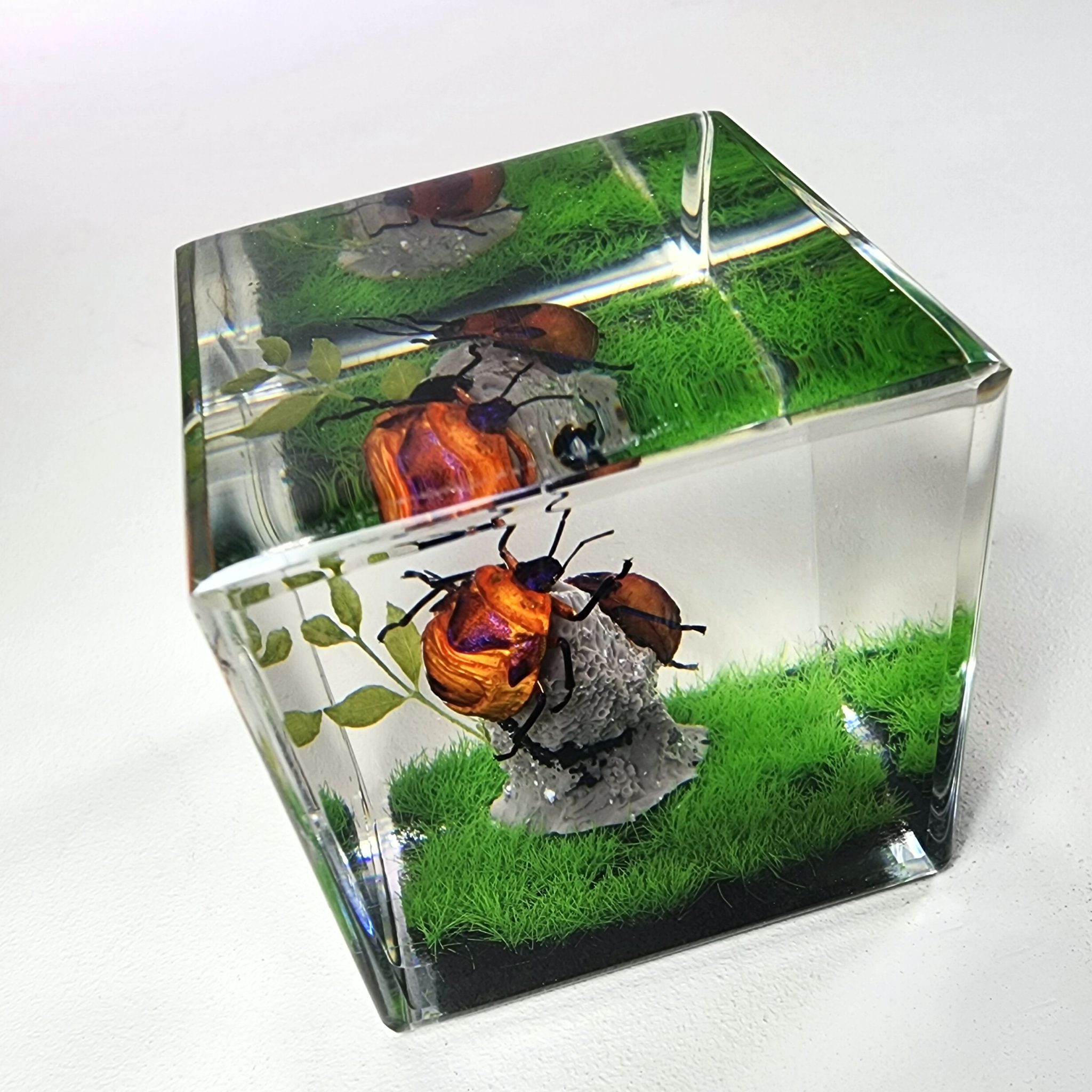 Tea Shield Bug in Resin, Insect Diorama, Poecilocoris latus - Insects ...