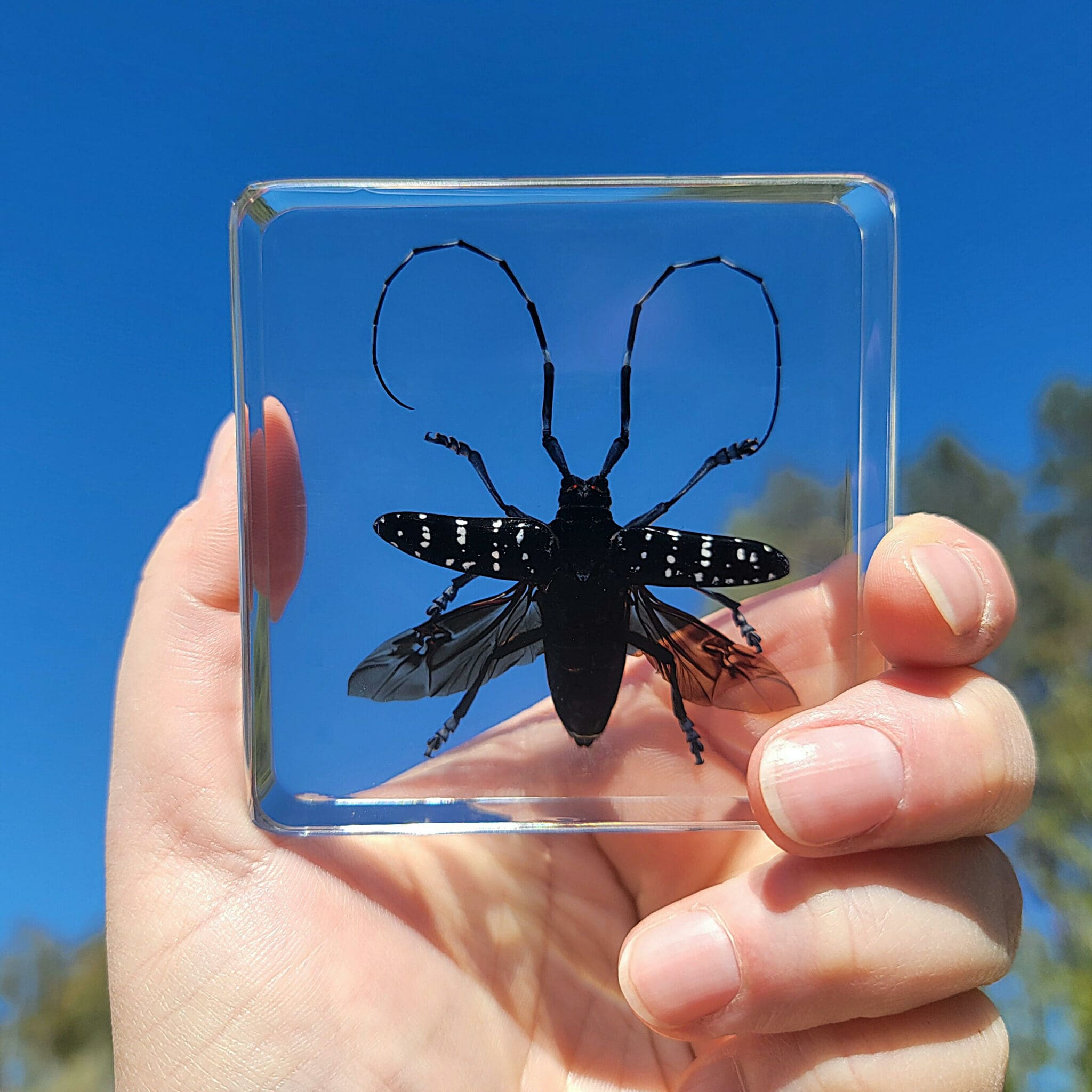 Longhorn Beetle in Resin, Wings Open, Anoplophora chinensis - Insects ...