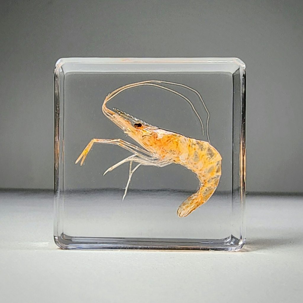 Tiny Shrimp in Resin, Prawn, Macrobrachium nipponense - Insects In Resin
