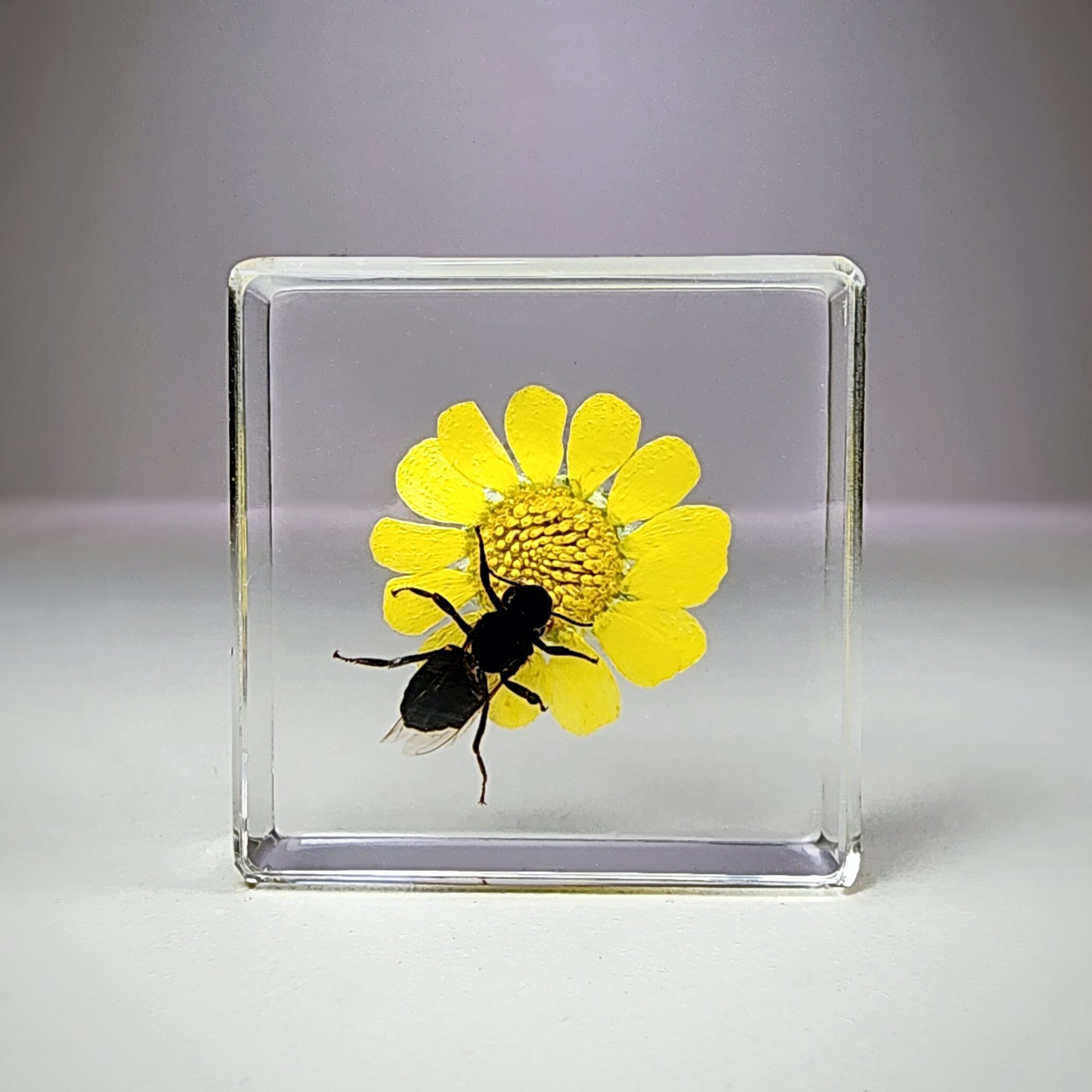 Honey Bee with Flower in Resin, Apis Mellifera ligustica - Insects In Resin