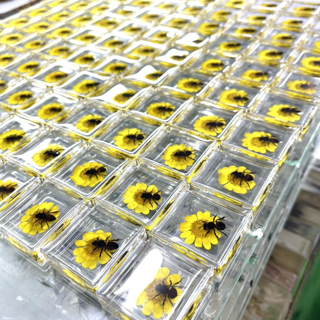 Honey Bee with Flower in Resin, Apis Mellifera ligustica - Insects In Resin