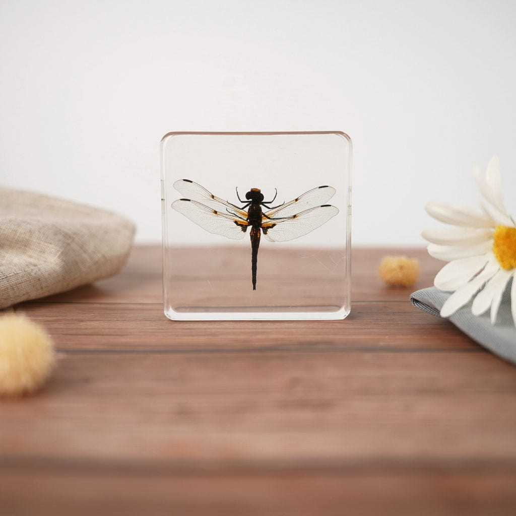 Bugs in Resin -Museum quality resin specimens