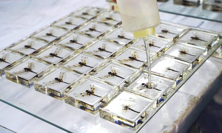Wholesale Insects in Resin for sale. Bugs in Resin Wholesale ...