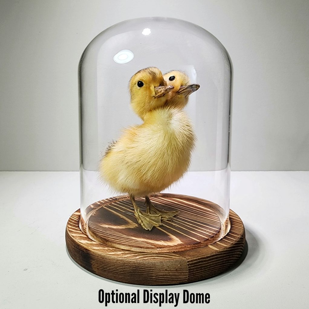 Two Headed Yellow Taxidermy Duckling, Taxidermy Baby Duck, Anas ...