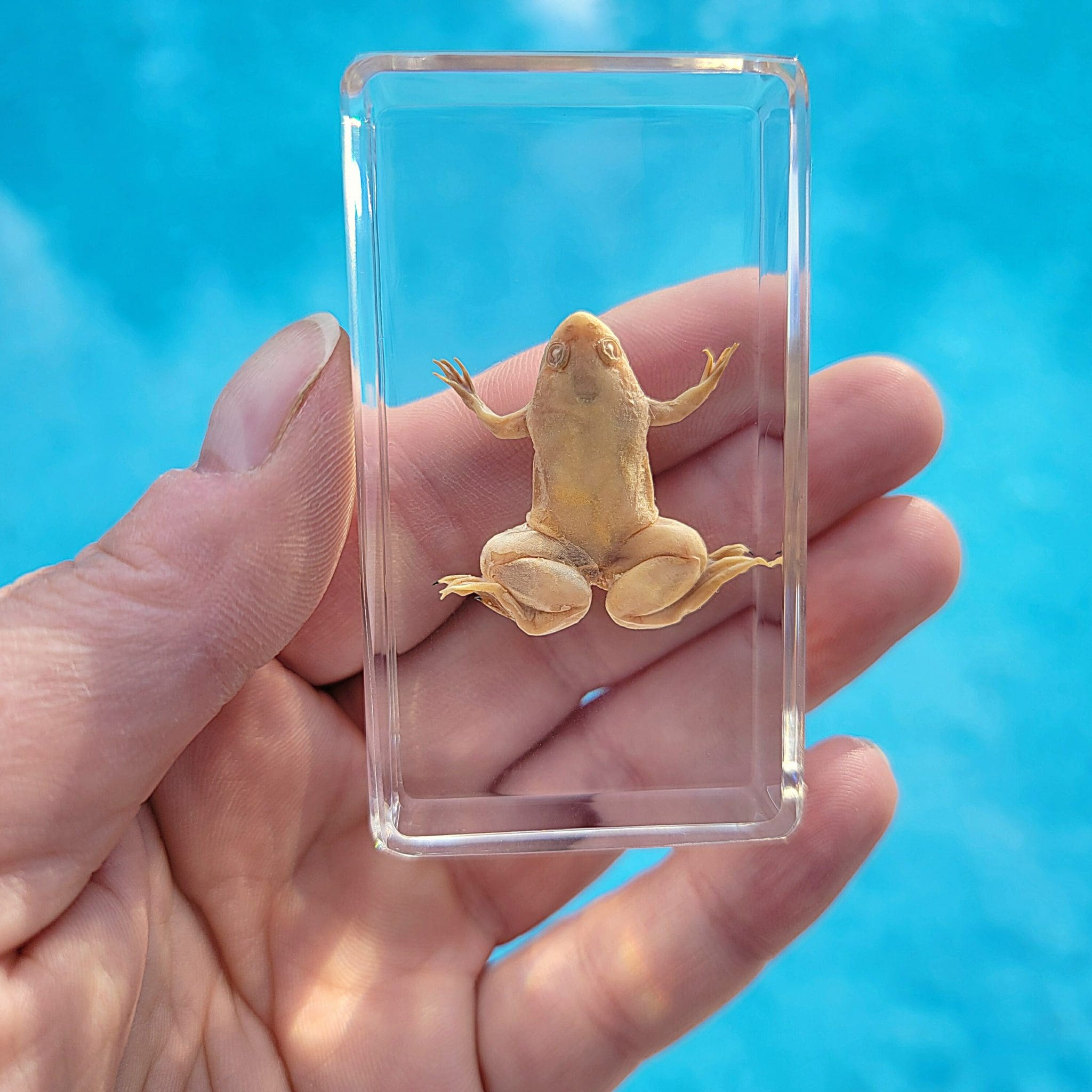 Albino African Clawed Frog, Xenopus laevis - Insects In Resin