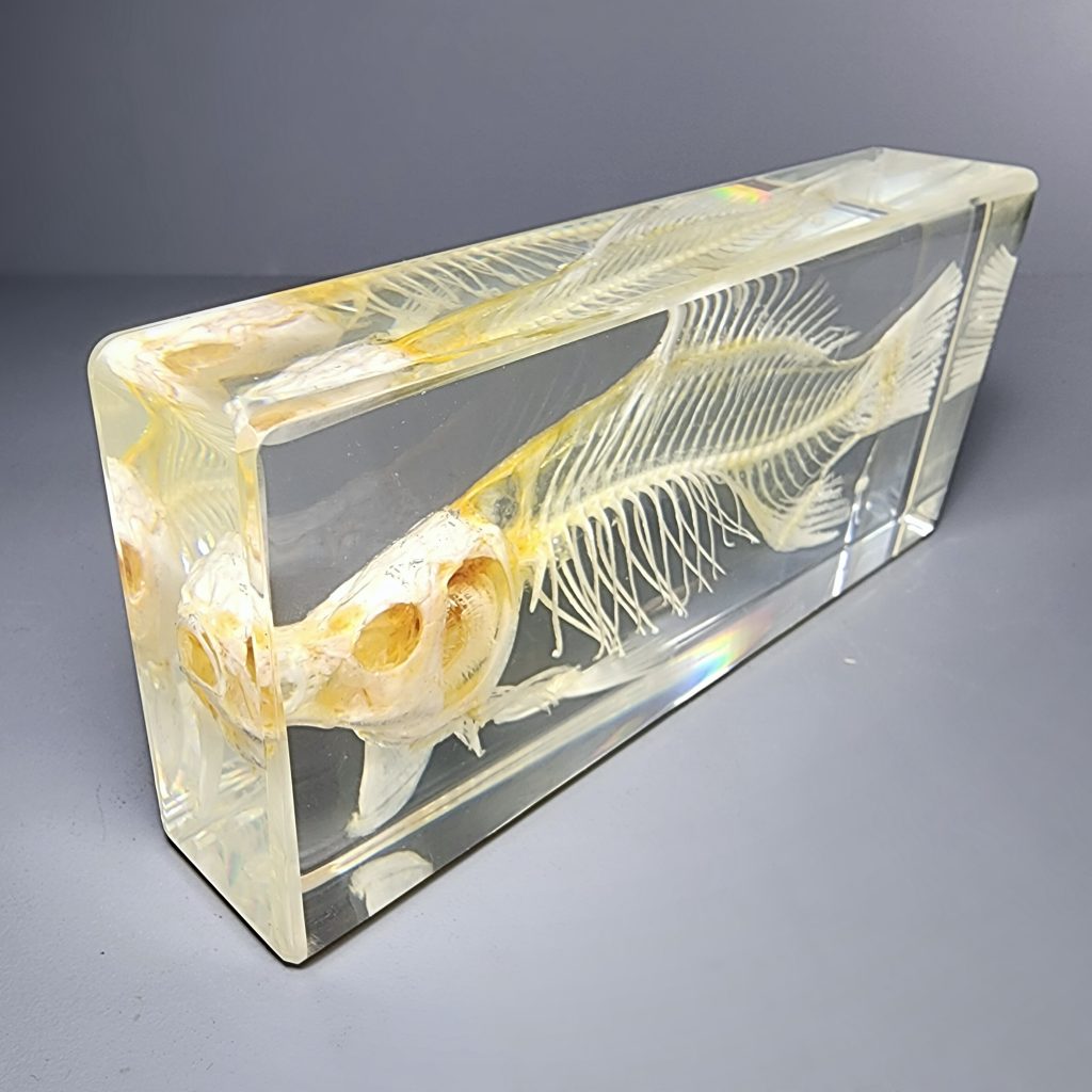 Large Fish Skeleton in Resin, Carassius auratus - Insects In Resin