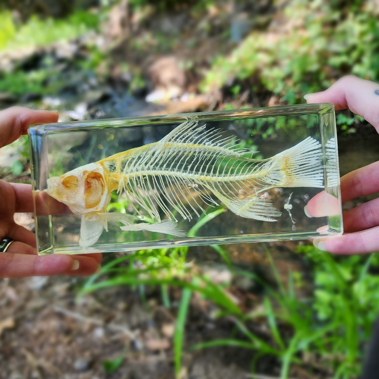 Large Fish Skeleton in Resin, Carassius auratus - Insects In Resin