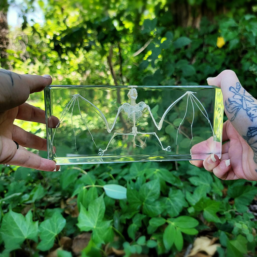Large Bat Skeleton in Resin, Pipistrellus pipistrellus - Insects In Resin