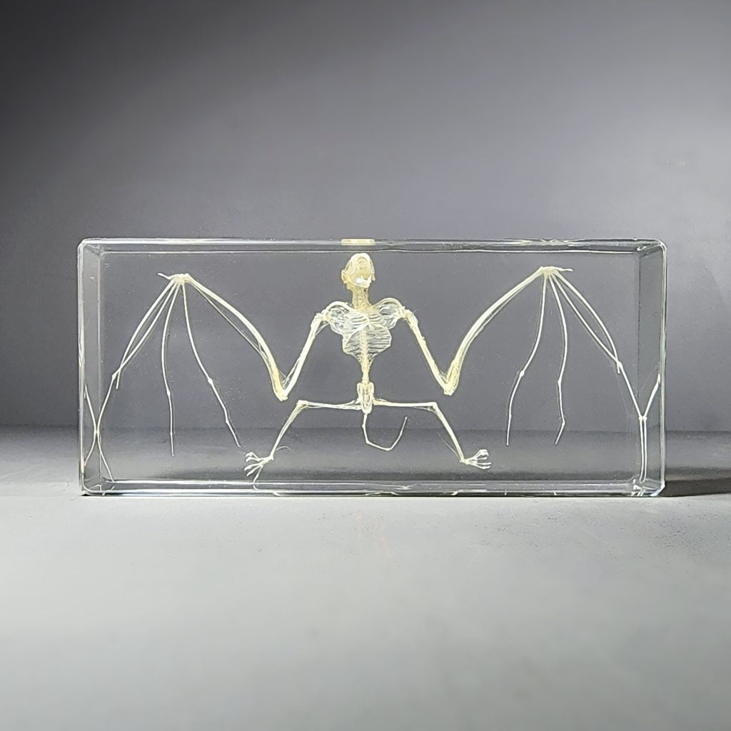 Large Bat Skeleton in Resin, Pipistrellus pipistrellus - Insects In Resin