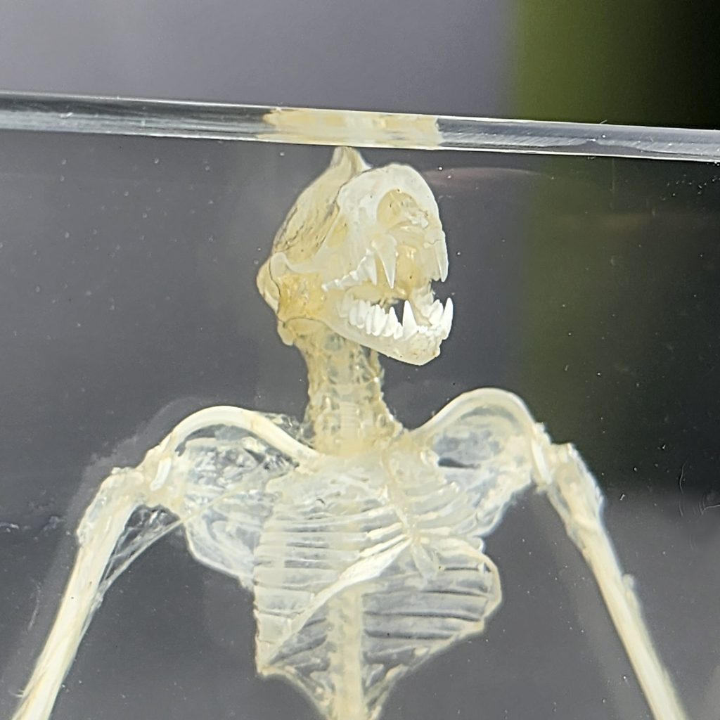 Large Bat Skeleton in Resin, Pipistrellus pipistrellus - Insects In Resin