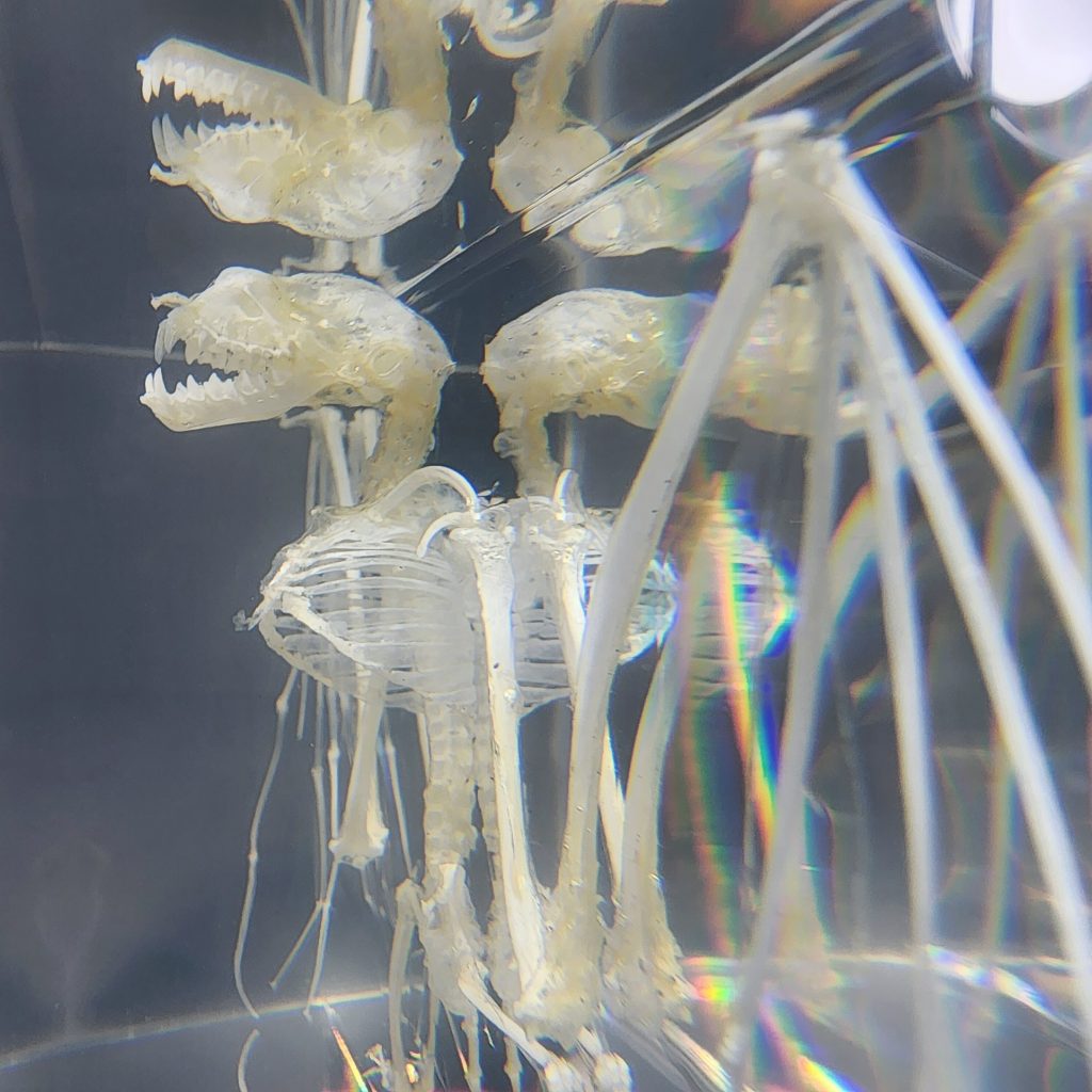 Large Bat Skeleton in Resin, Pipistrellus pipistrellus - Insects In Resin