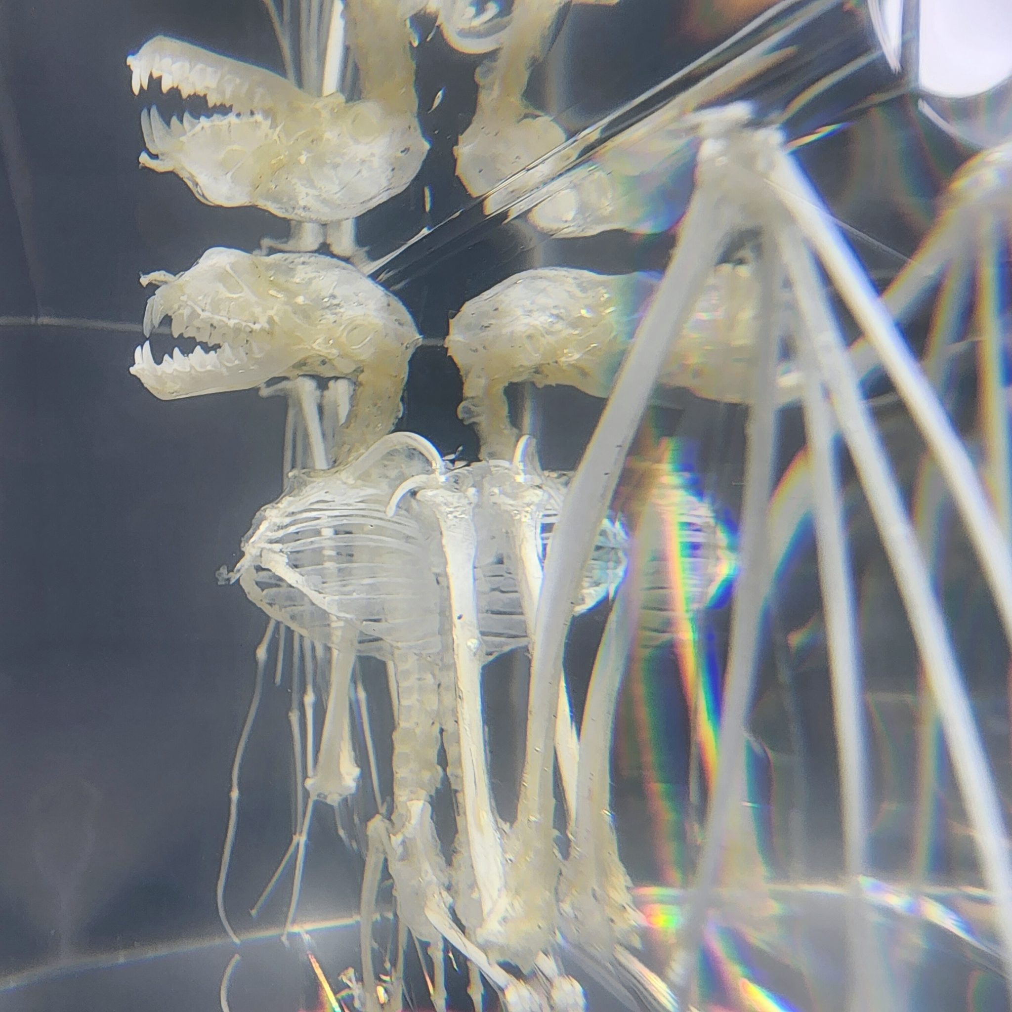 Large Bat Skeleton in Resin, Pipistrellus pipistrellus - Insects In Resin