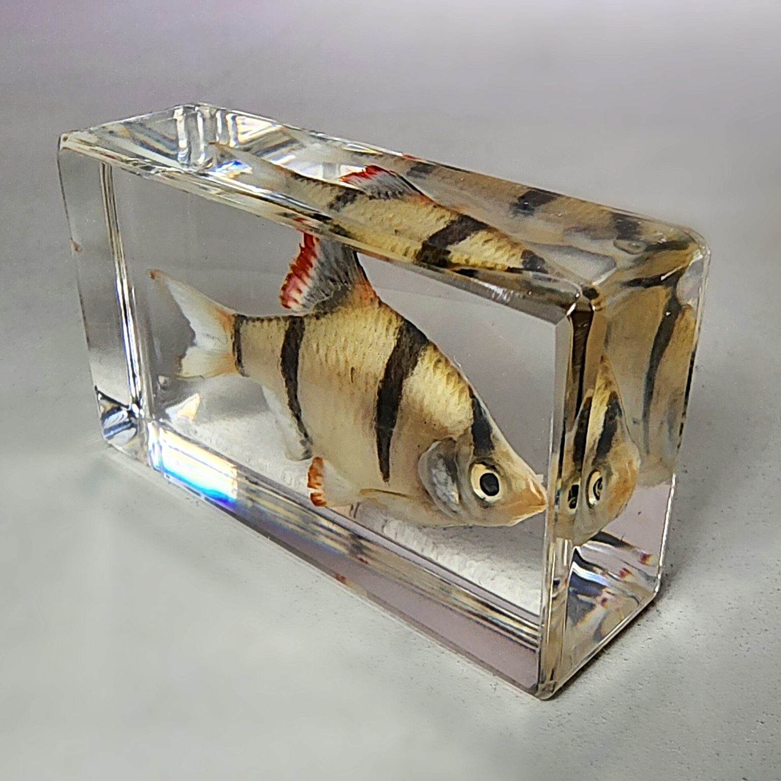 Tiger Barb Fish in Resin, Puntius tetrazona - Insects In Resin