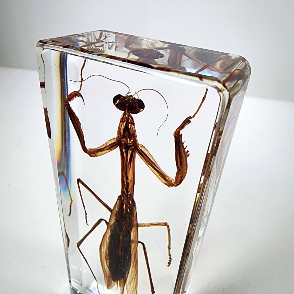 Chinese Praying Mantis in Resin, Tenodera sinensis - Insects In Resin