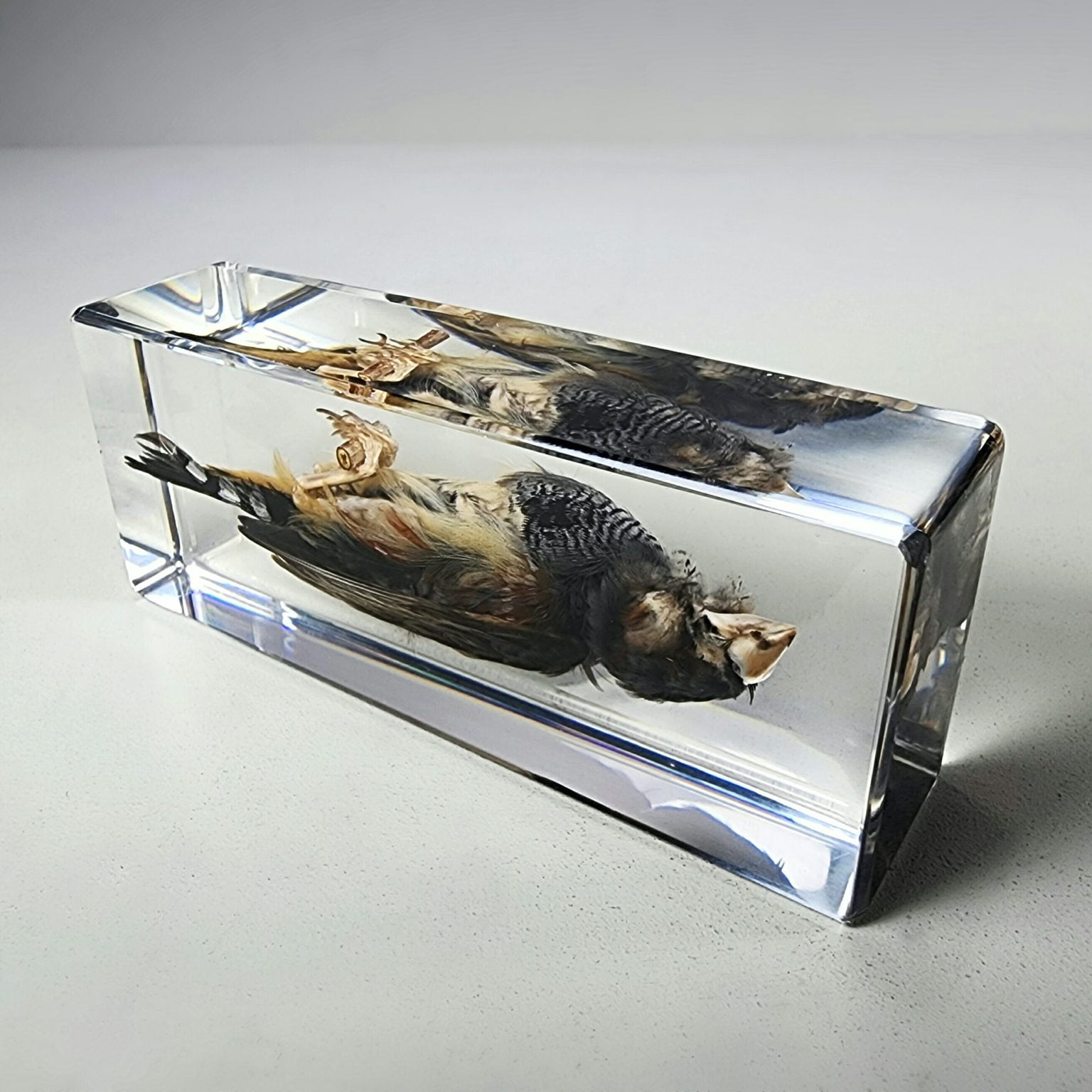 Zebra Finch, Bird in Resin, Taeniopygia castanotis - Insects In Resin