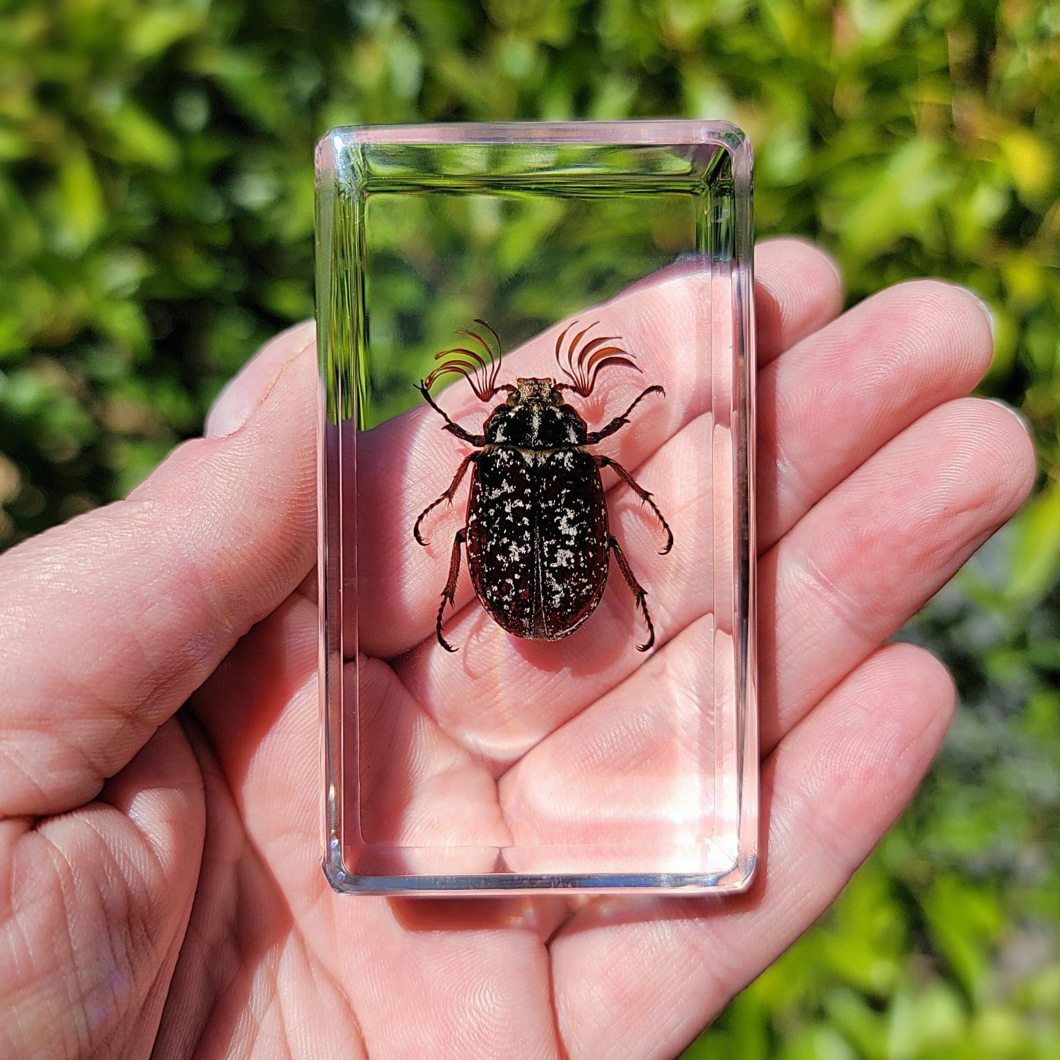 Eyelash Beetle in Resin, Pine Chafer, Polyphylla fullo - Insects In Resin