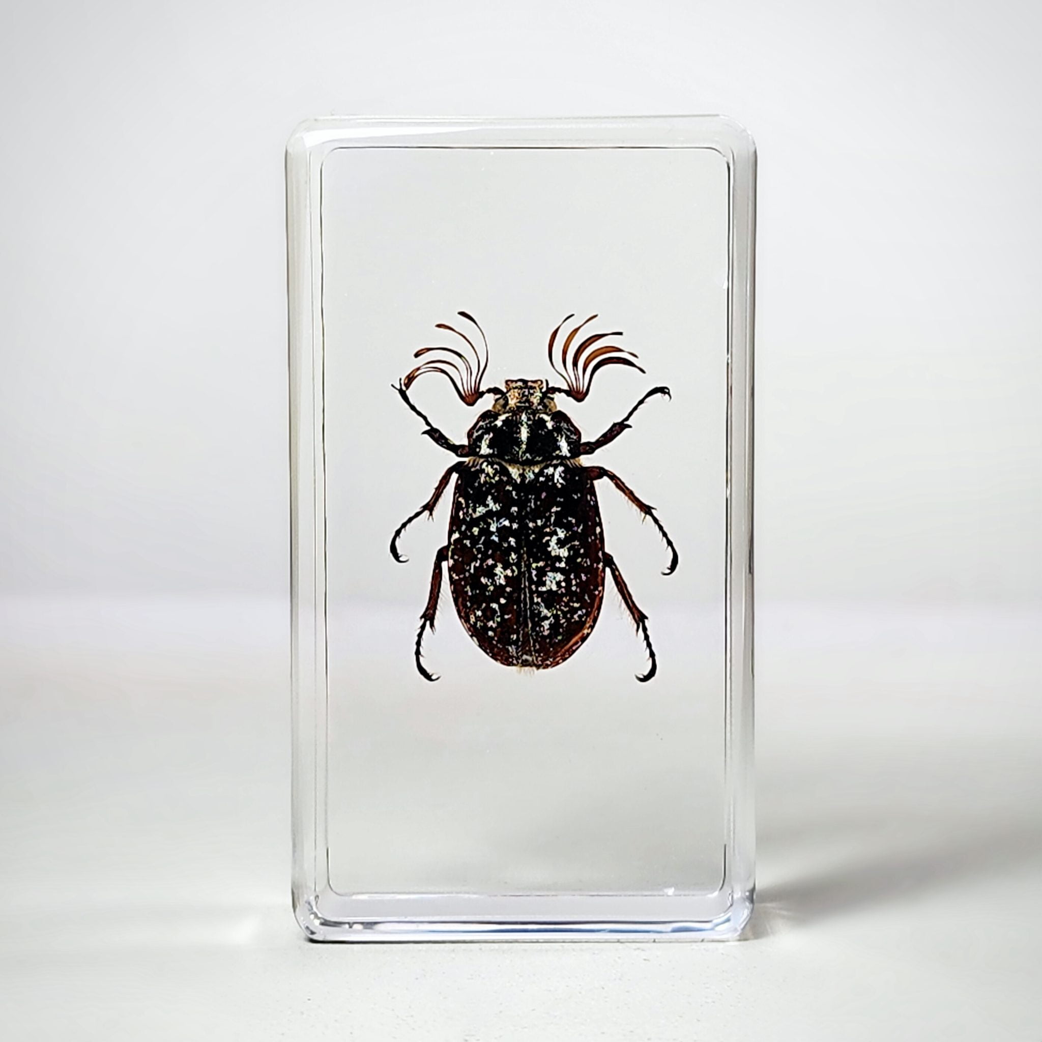 Eyelash Beetle in Resin, Pine Chafer, Polyphylla fullo - Insects In Resin