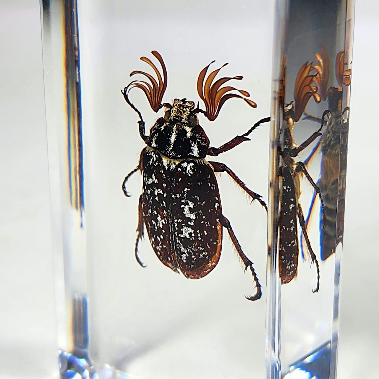 Eyelash Beetle in Resin, Pine Chafer, Polyphylla fullo - Insects In Resin