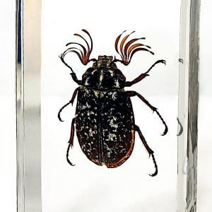 Skeletons in Resin - Wholesasle Insects In Resin Available