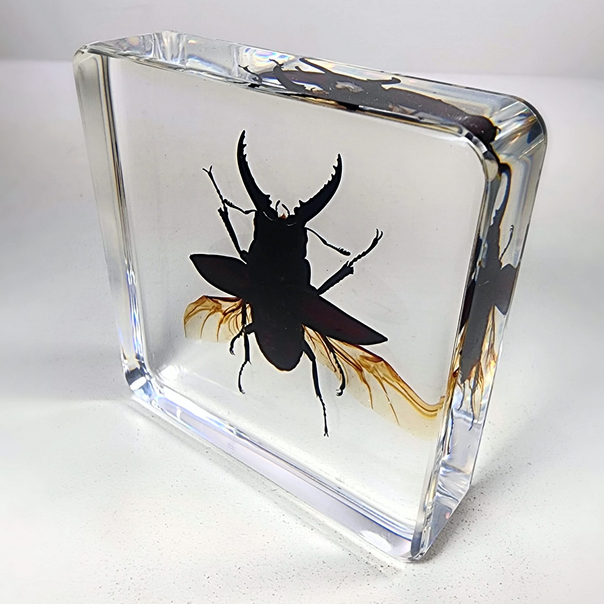 Stag Beetle in Resin, Wings Open, Prosopocoilus forficula austerus ...