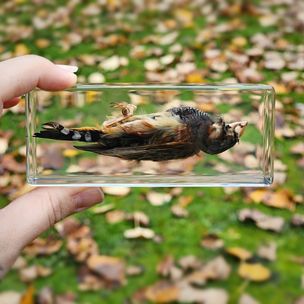 Zebra Finch, Bird in Resin, Taeniopygia castanotis - Insects In Resin