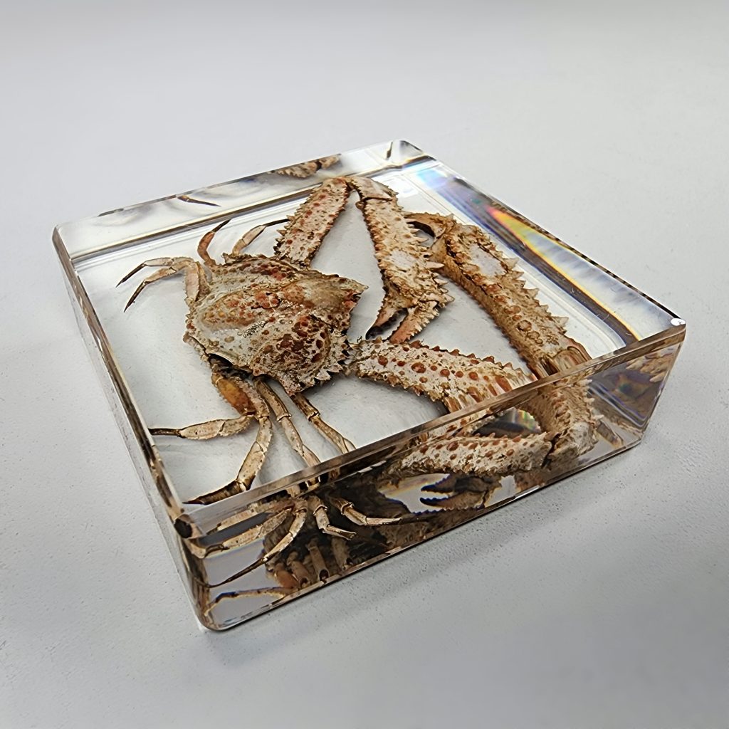 Elbow Crab in Resin, Parthenope validus - Insects In Resin