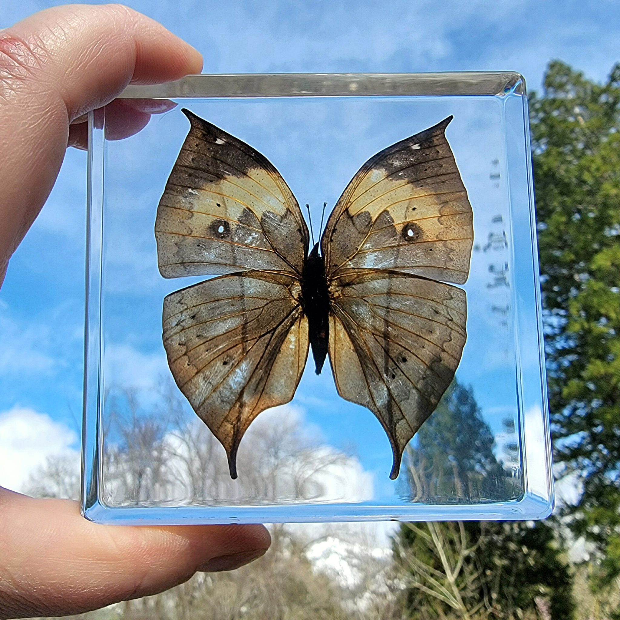 Dead Leaf Butterfly in Resin, Kallima inachus verso - Insects In Resin