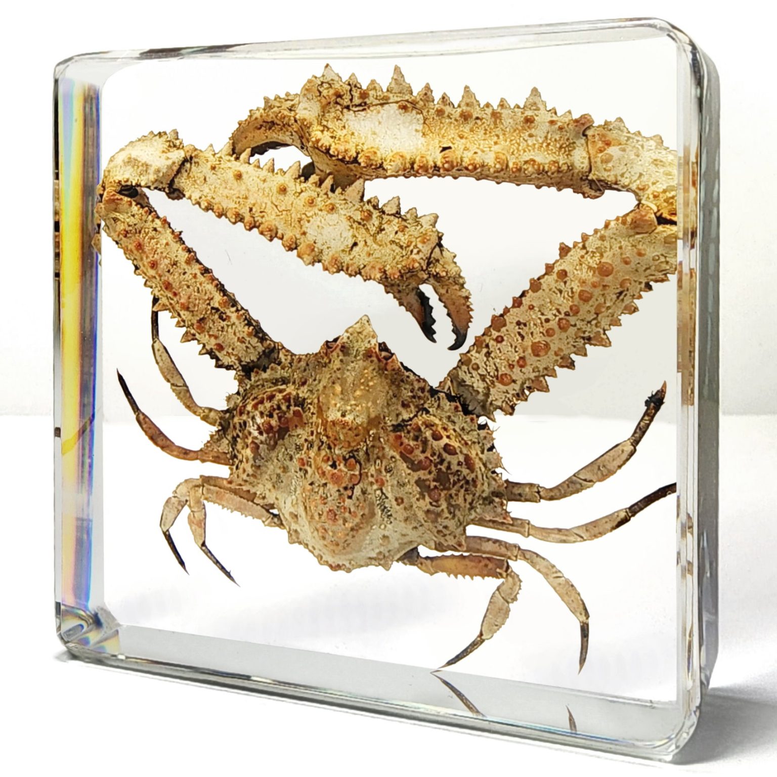 Elbow Crab in Resin, Parthenope validus - Insects In Resin