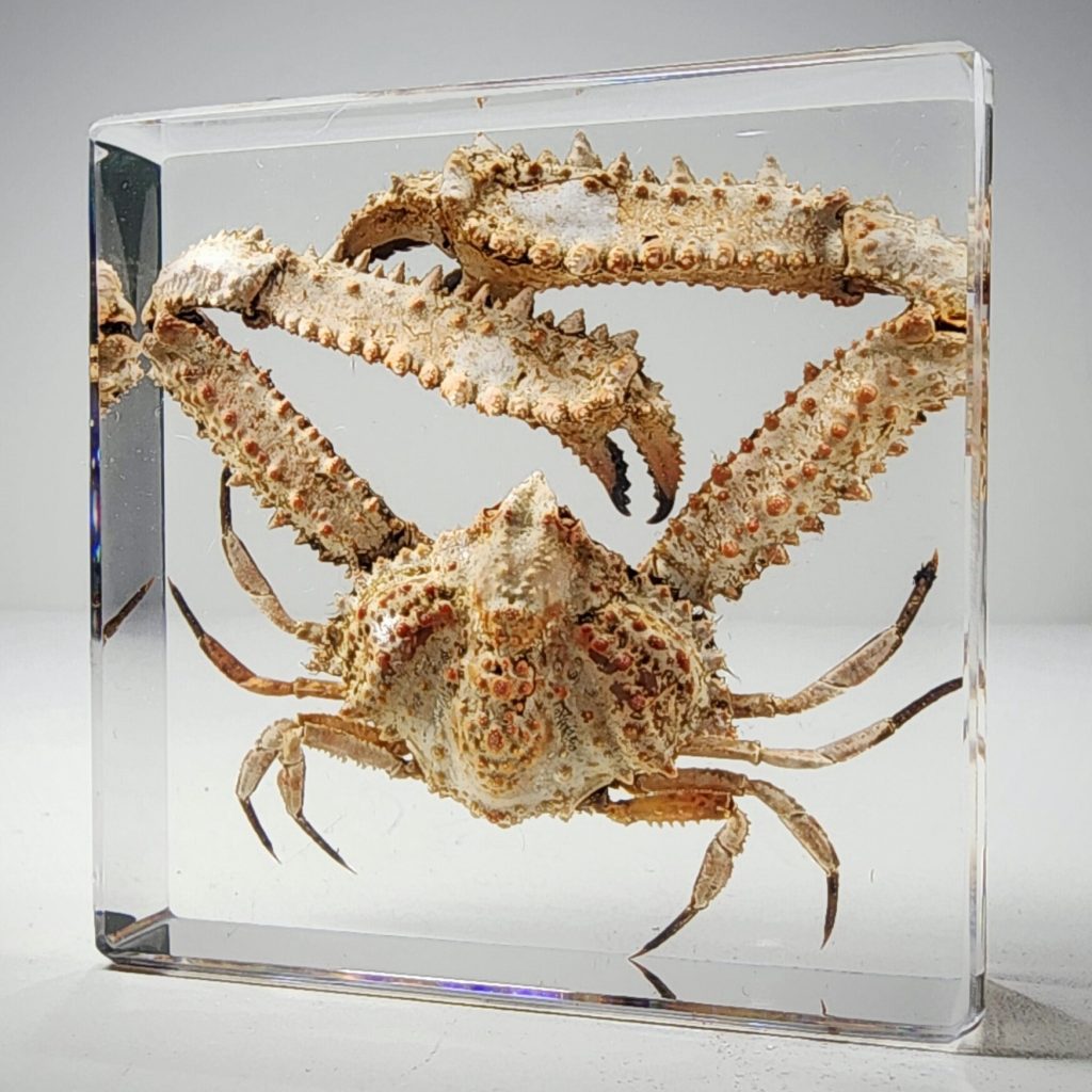 Elbow Crab in Resin, Parthenope validus - Insects In Resin
