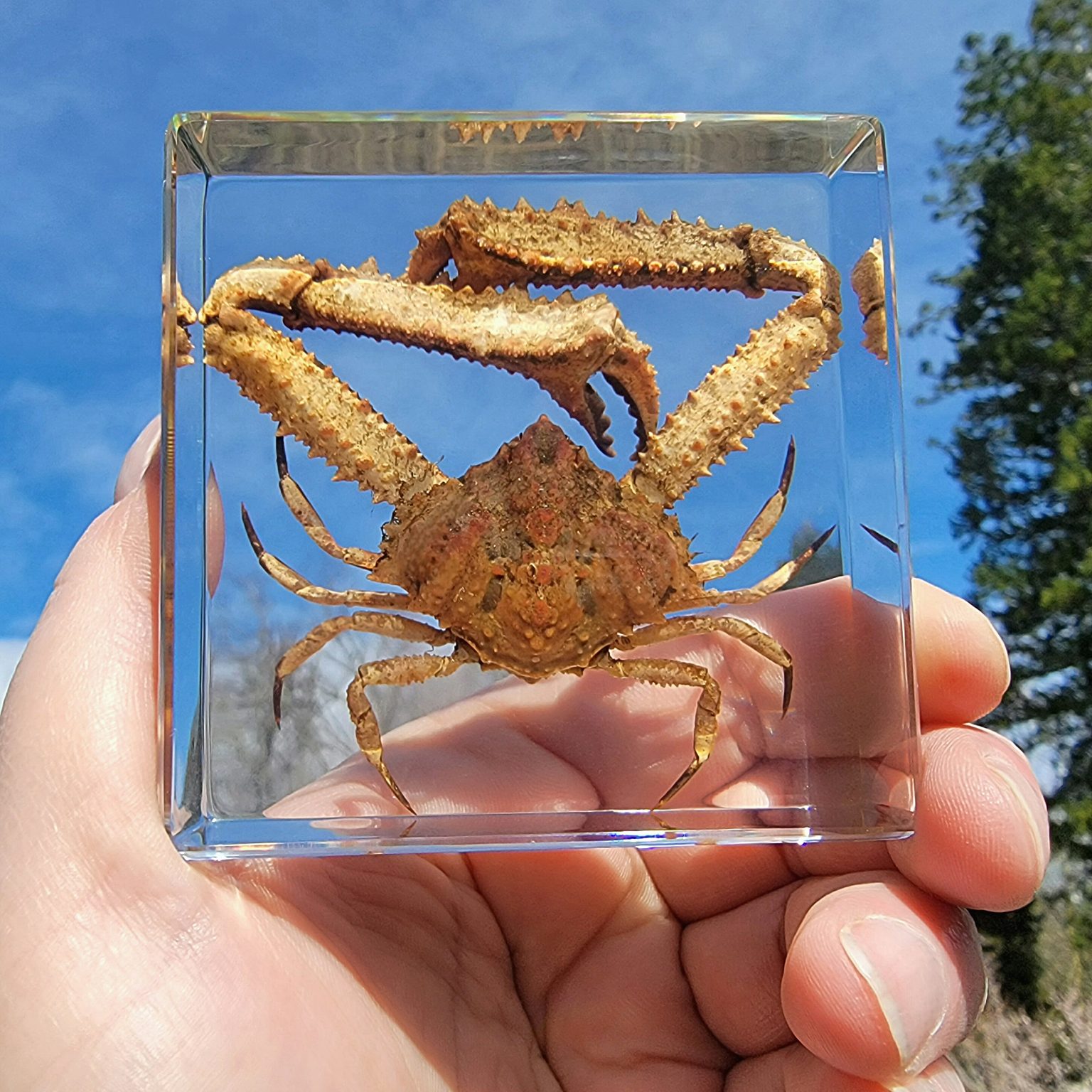 Elbow Crab in Resin, Parthenope validus - Insects In Resin
