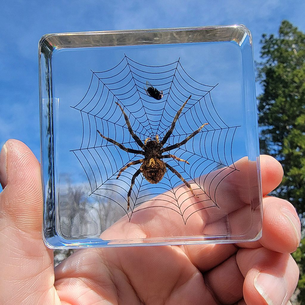 Fly and Spider on web in resin, Araneus ventricosus - Insects In Resin