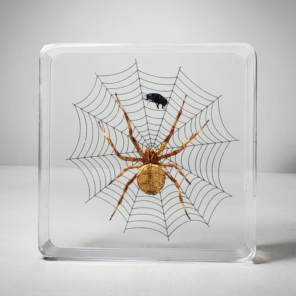 Fly and Spider on web in resin, Araneus ventricosus - Insects In Resin