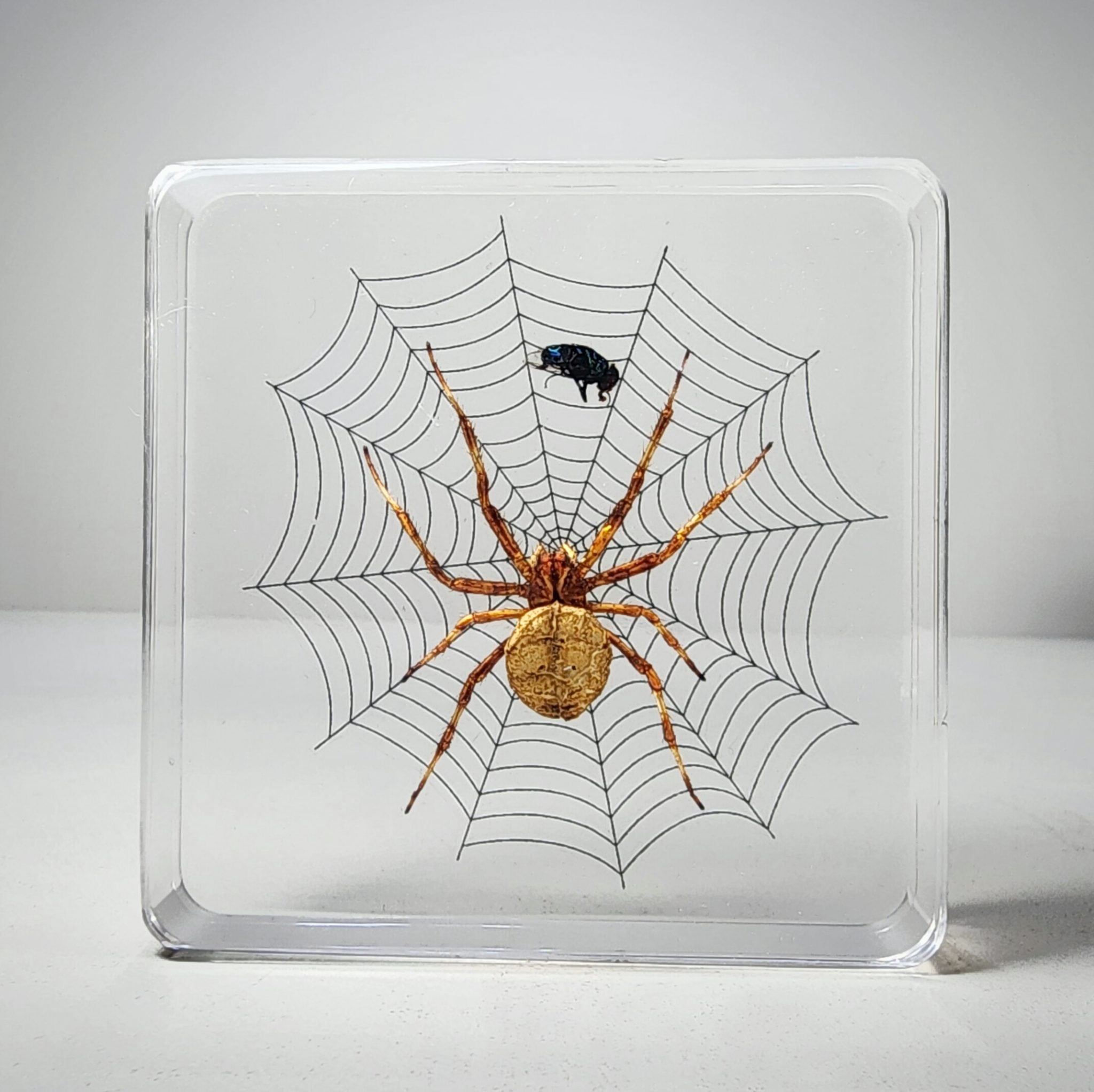 Fly and Spider on web in resin, Araneus ventricosus - Insects In Resin